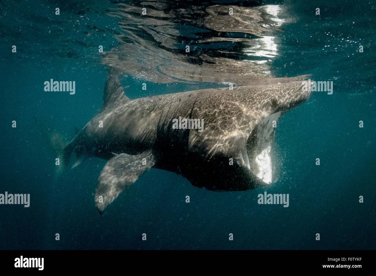 Basking shark hi-res stock photography and images - Alamy