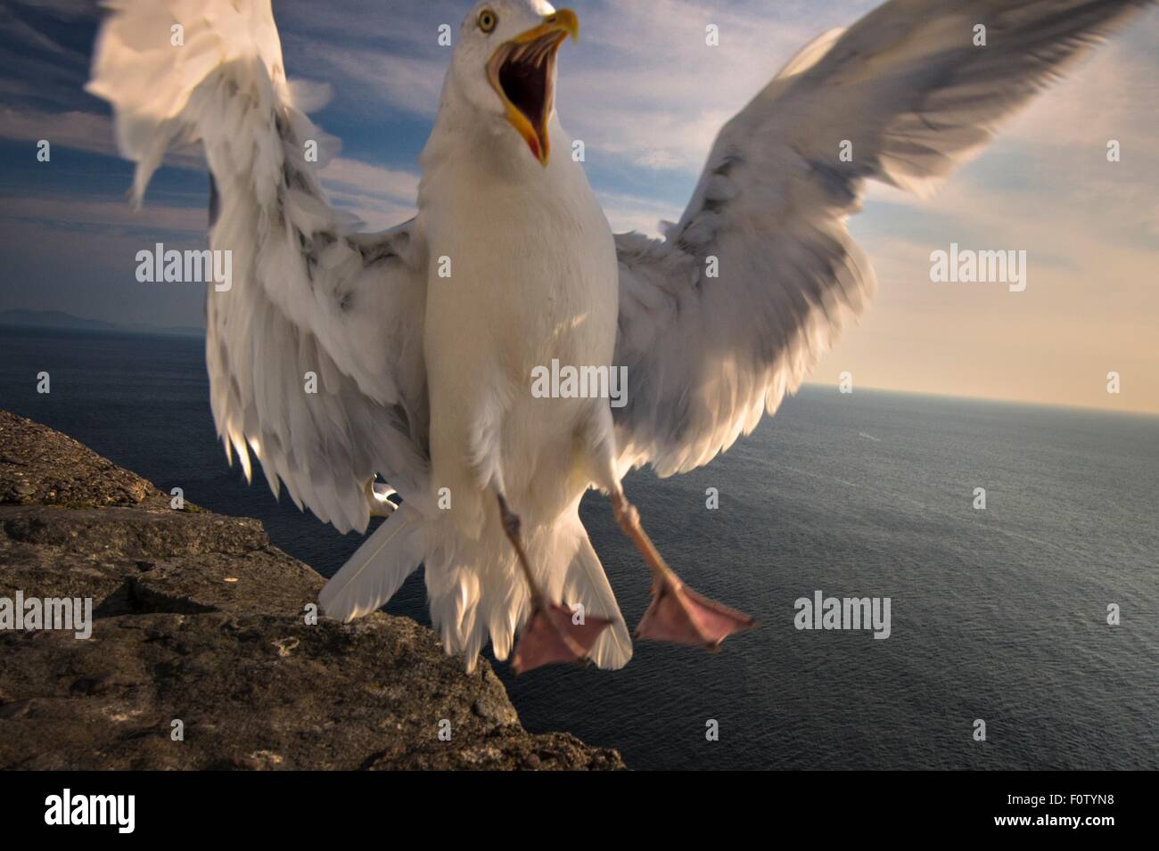 Fulmar species hi-res stock photography and images - Alamy
