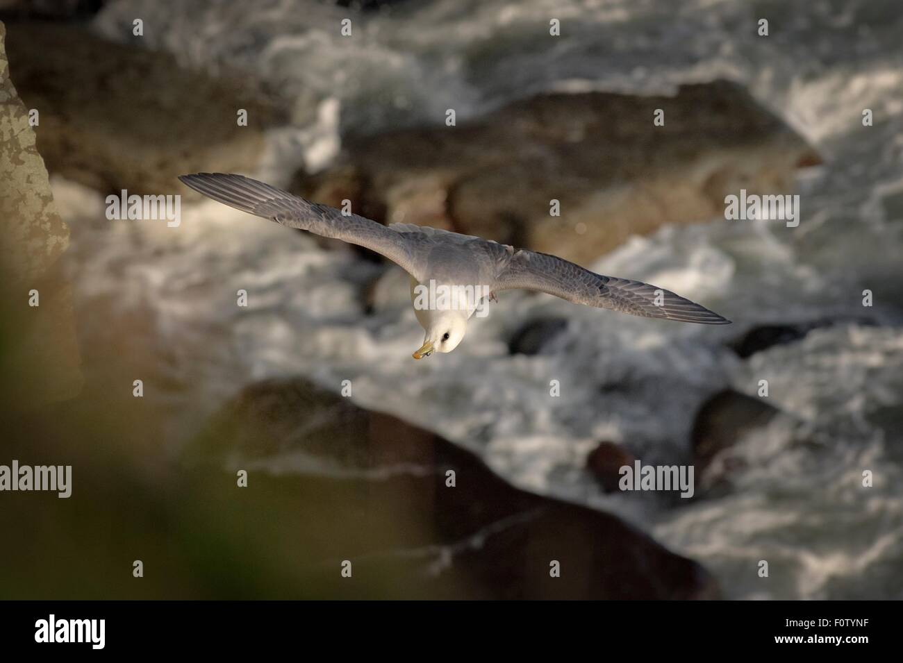 Fulmar species hi-res stock photography and images - Alamy