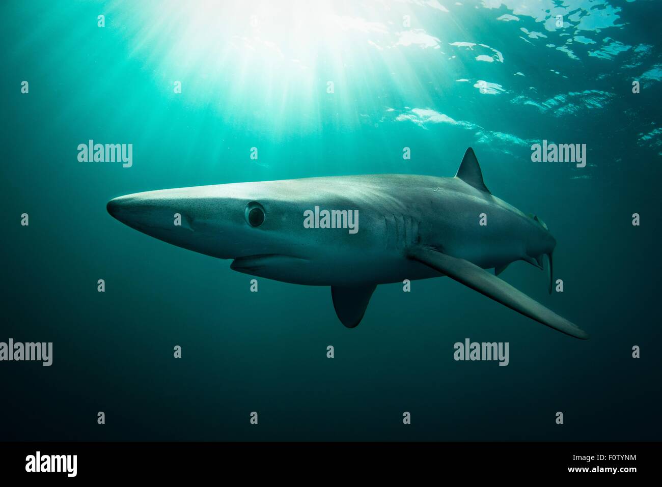 Requiem shark hi-res stock photography and images - Alamy