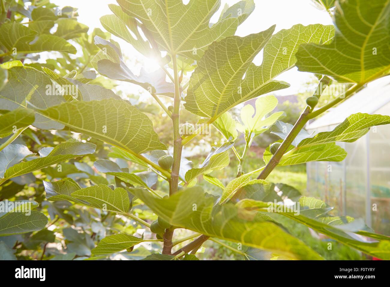Fig tree point hi-res stock photography and images - Alamy