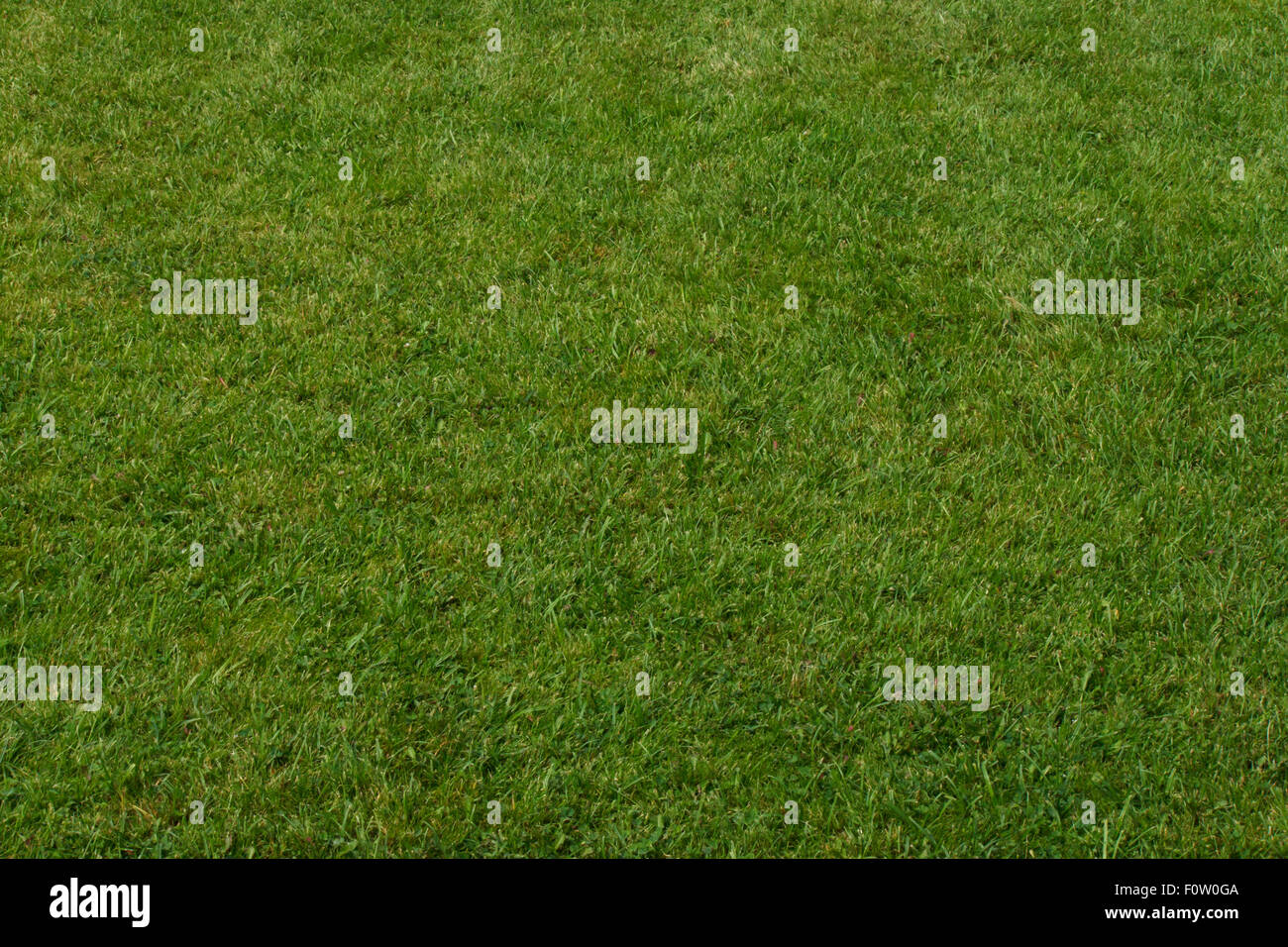 green natural grass background Stock Photo - Alamy