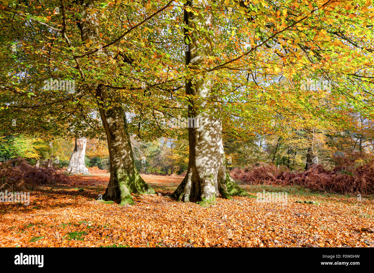 New forest beech trees hi-res stock photography and images - Alamy