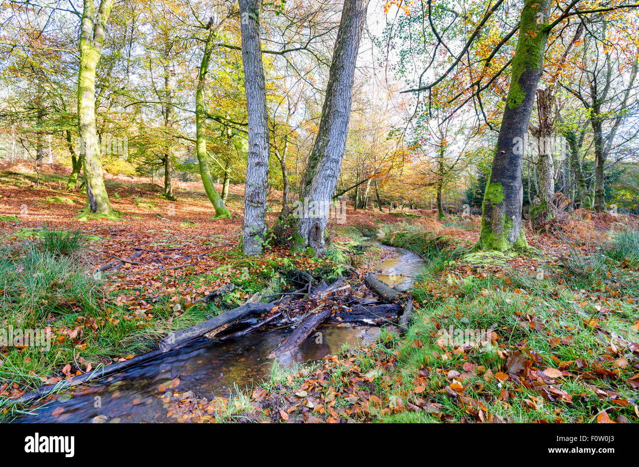 An Autumn stream at Bolderwood in the New Forest National Park in ...