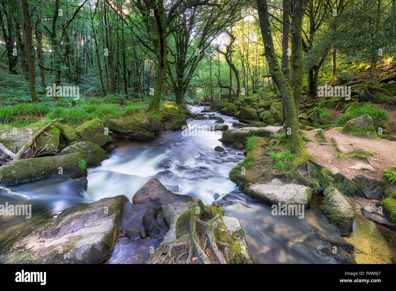The river Fowey flowing over mossy rocks at Golitha Falls in Cornwall ...