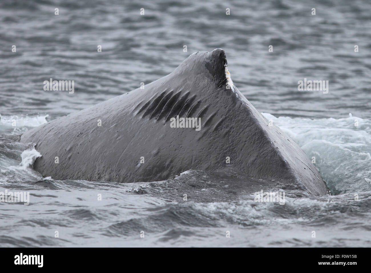 Humpback Whale displays scars from a boat propellor. Icy Strait, Alaska ...