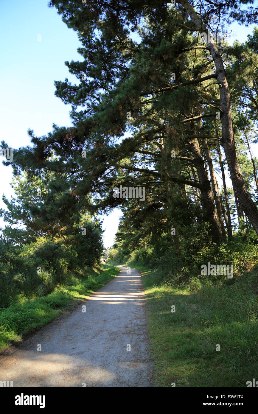 Footpath through woods on Presqu'ile de la villeneuve, Sene, Vannes ...