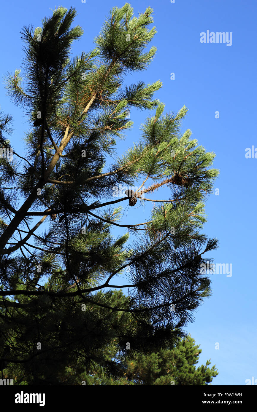 pine trees and sky on Presqu'ile de la villeneuve, Sene, Vannes ...