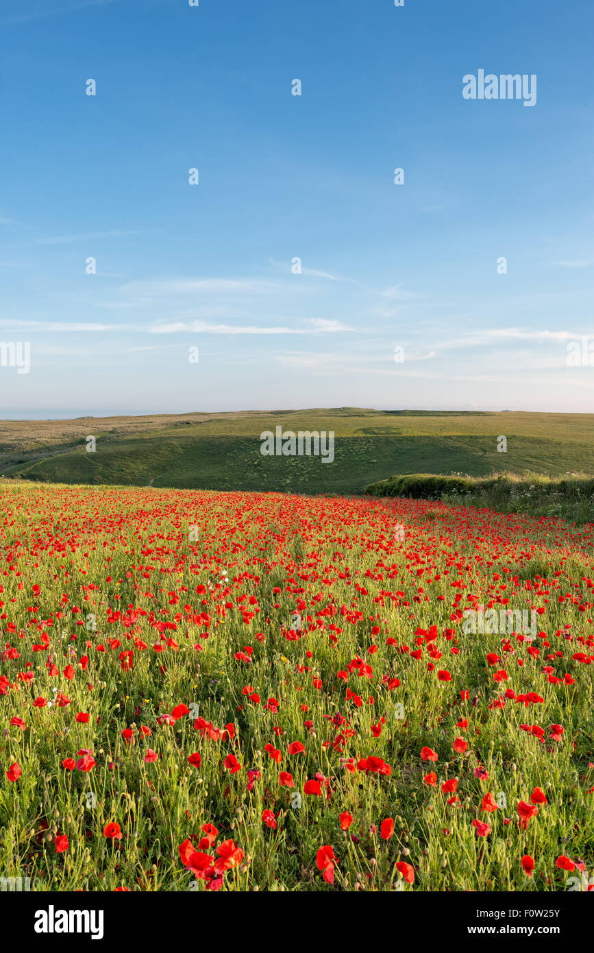 A poppy field at West Pentire near Newquay in Cornwall Stock Photo - Alamy