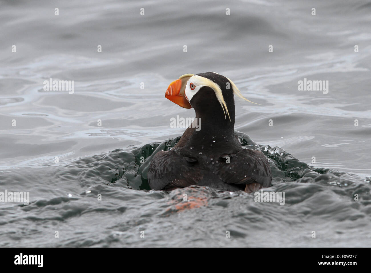 Crested puffin hi-res stock photography and images - Alamy