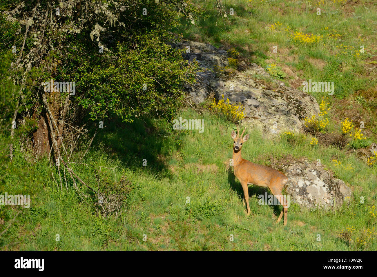 Roe deer (Capreolus capreolus) buck in habitat, Deven area, Western ...