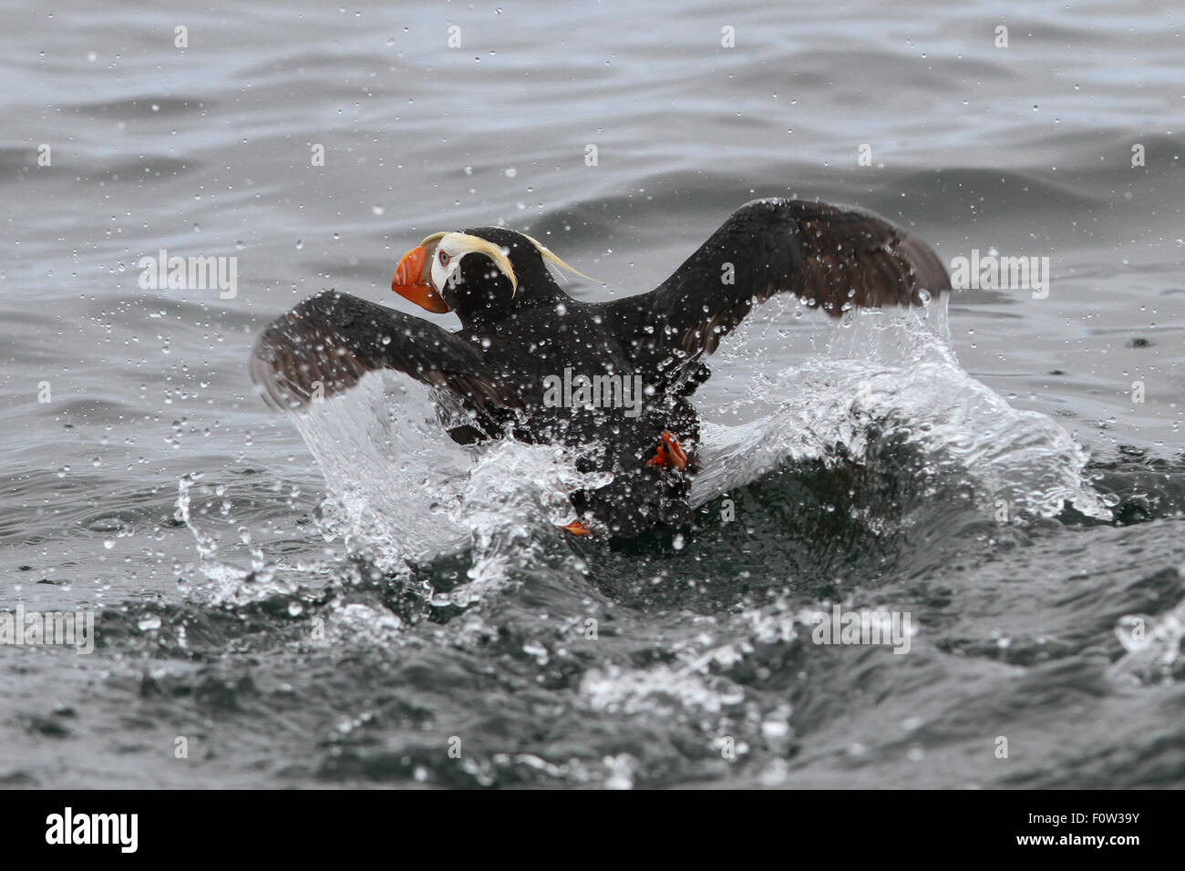 Crested puffin hi-res stock photography and images - Alamy