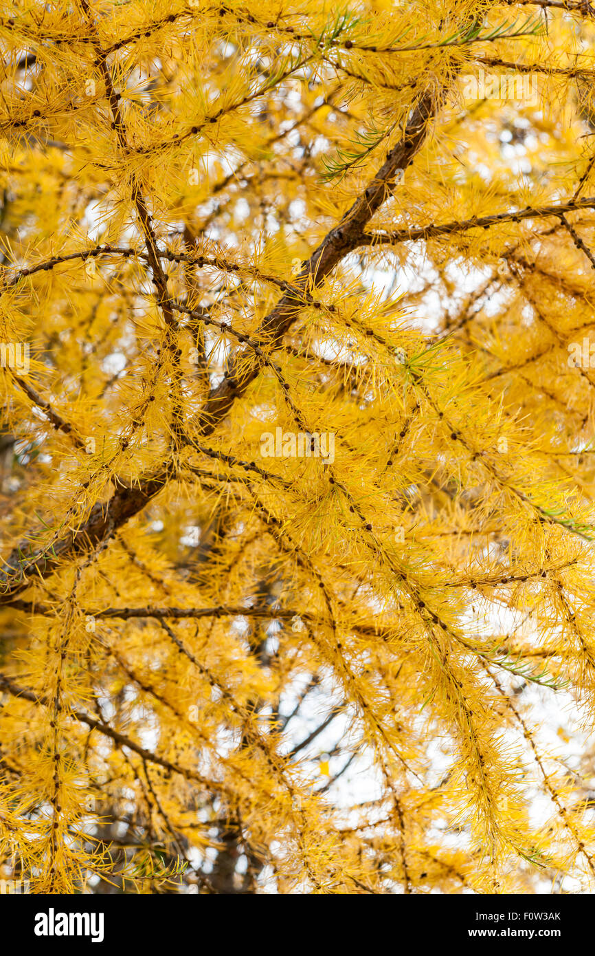 Golden larch detail branch hi-res stock photography and images - Alamy