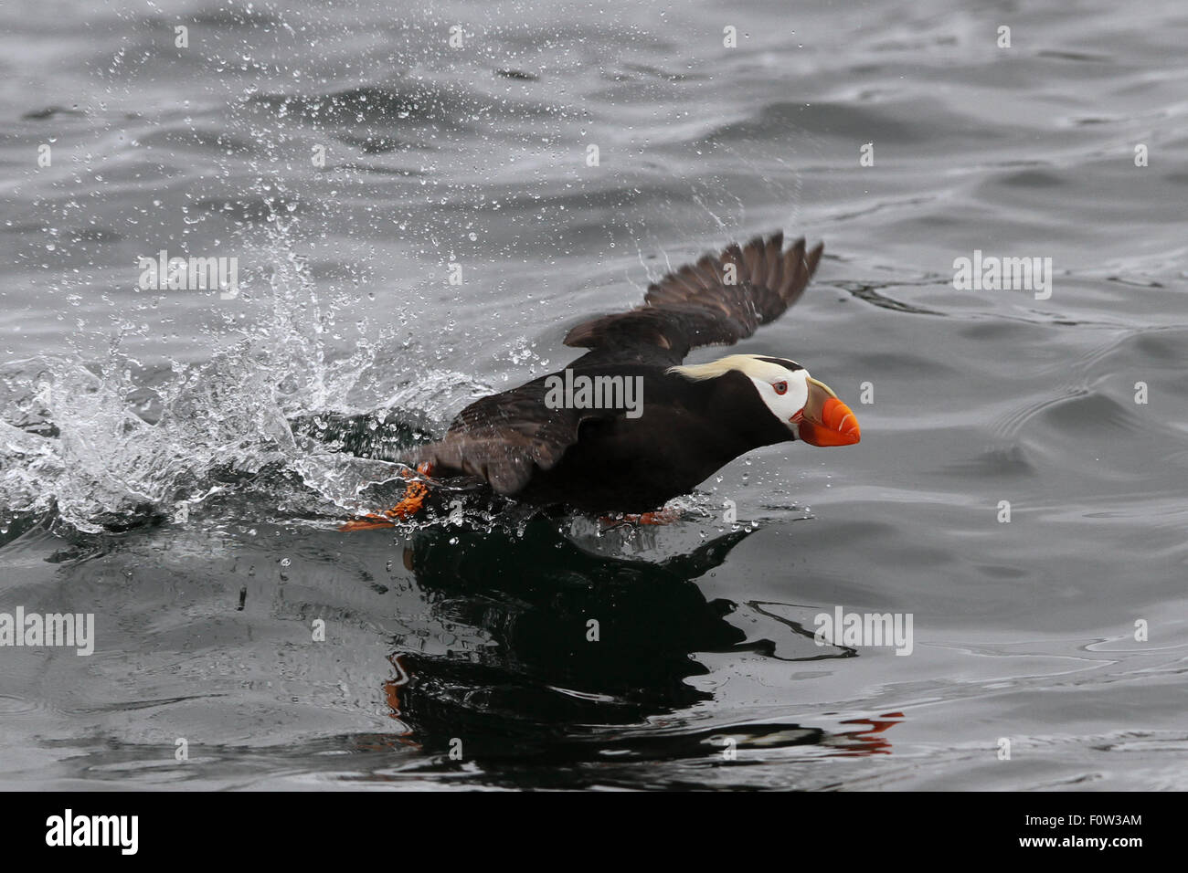 Tufted Puffin in Sitka, Alaska Stock Photo - Alamy