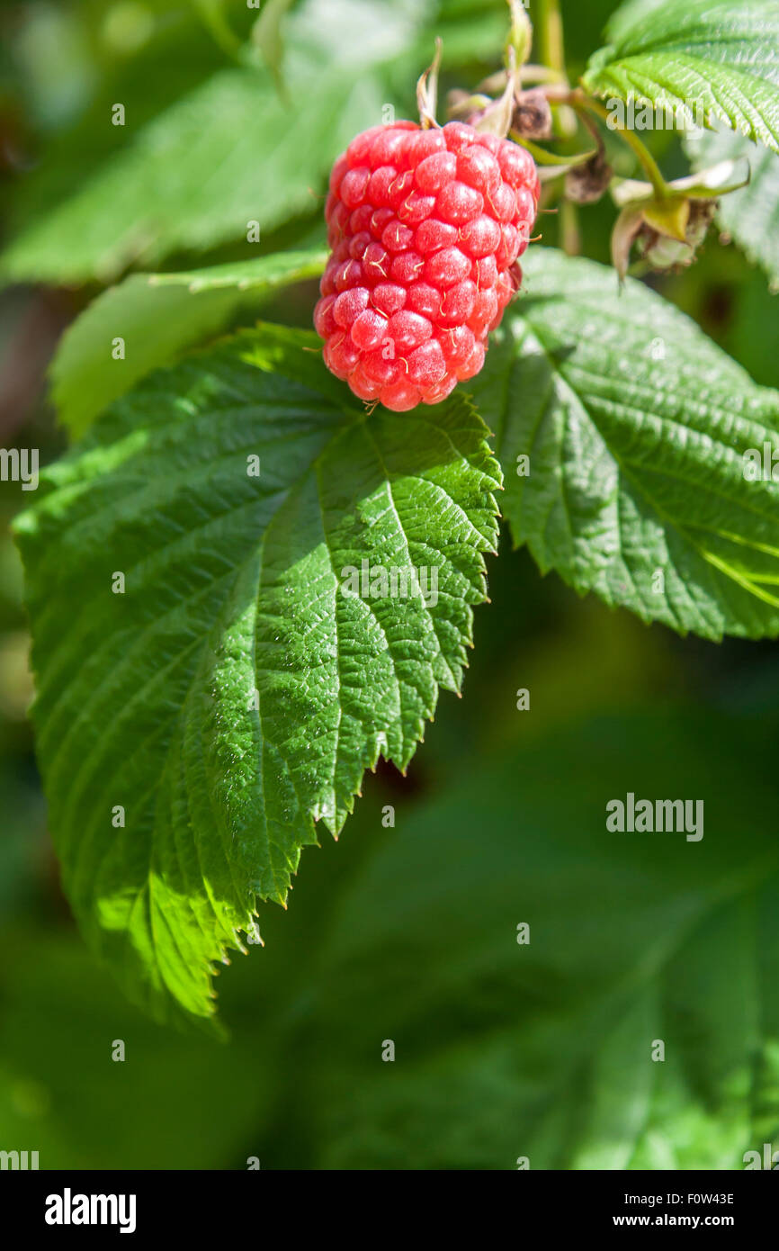 Unhealthy garden fruit hi-res stock photography and images - Alamy