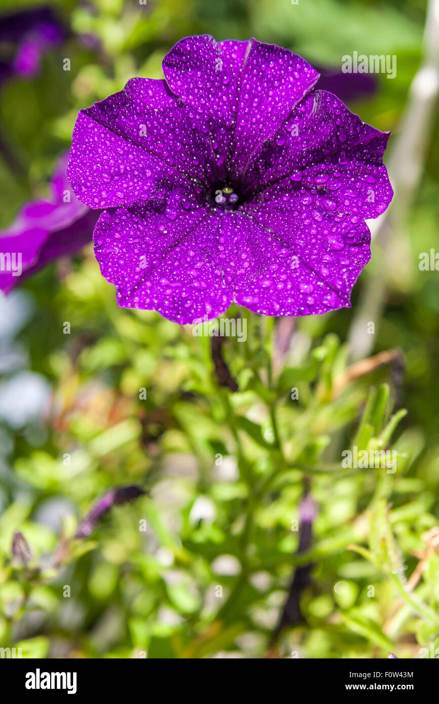 Purple Flower With Water Drops Stock Photo - Alamy