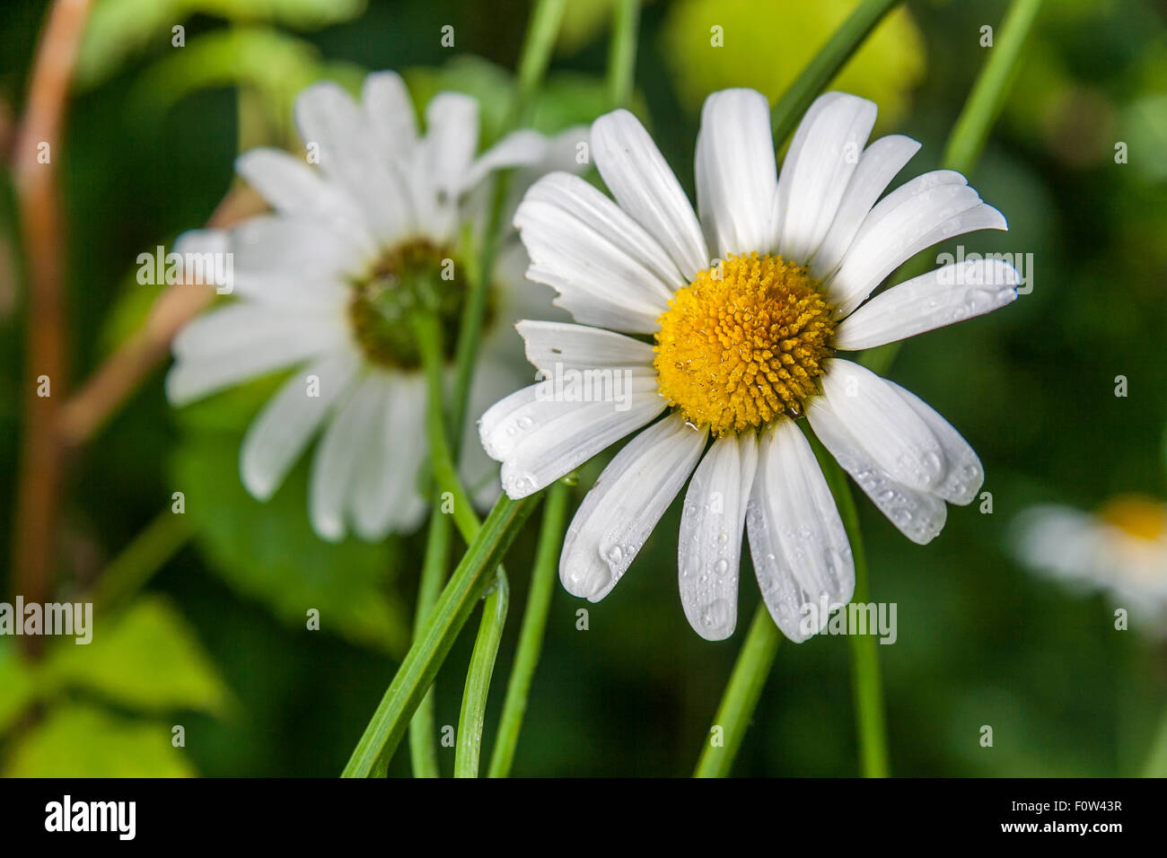Marguerite flower hi-res stock photography and images - Alamy