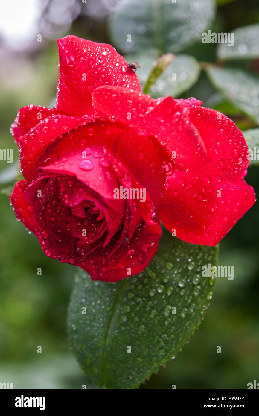 Red Rose With Water Drops Stock Photo - Alamy