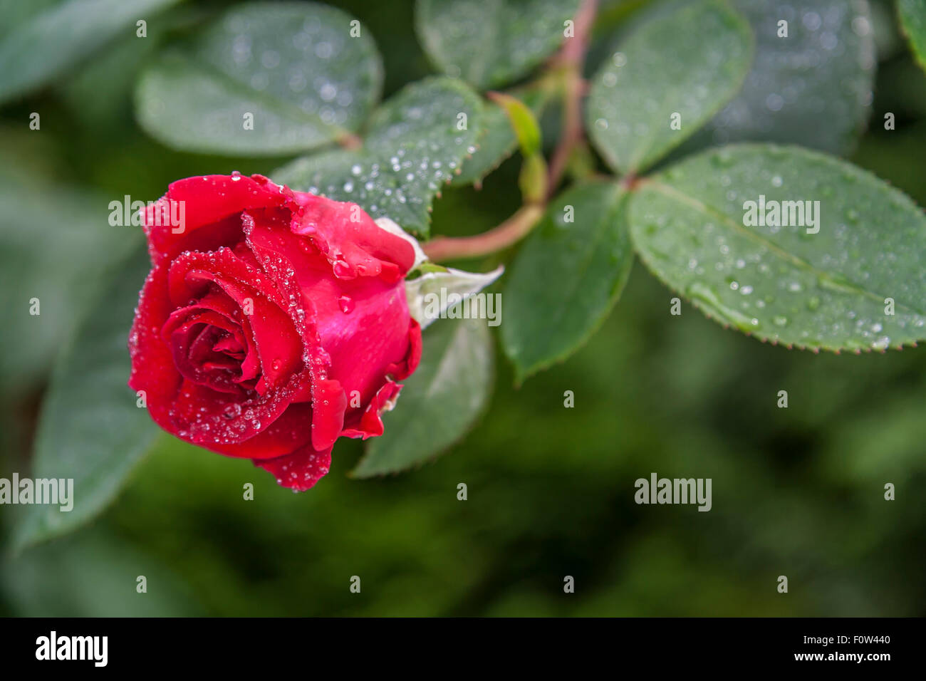 Red Rose With Water Drops Stock Photo - Alamy