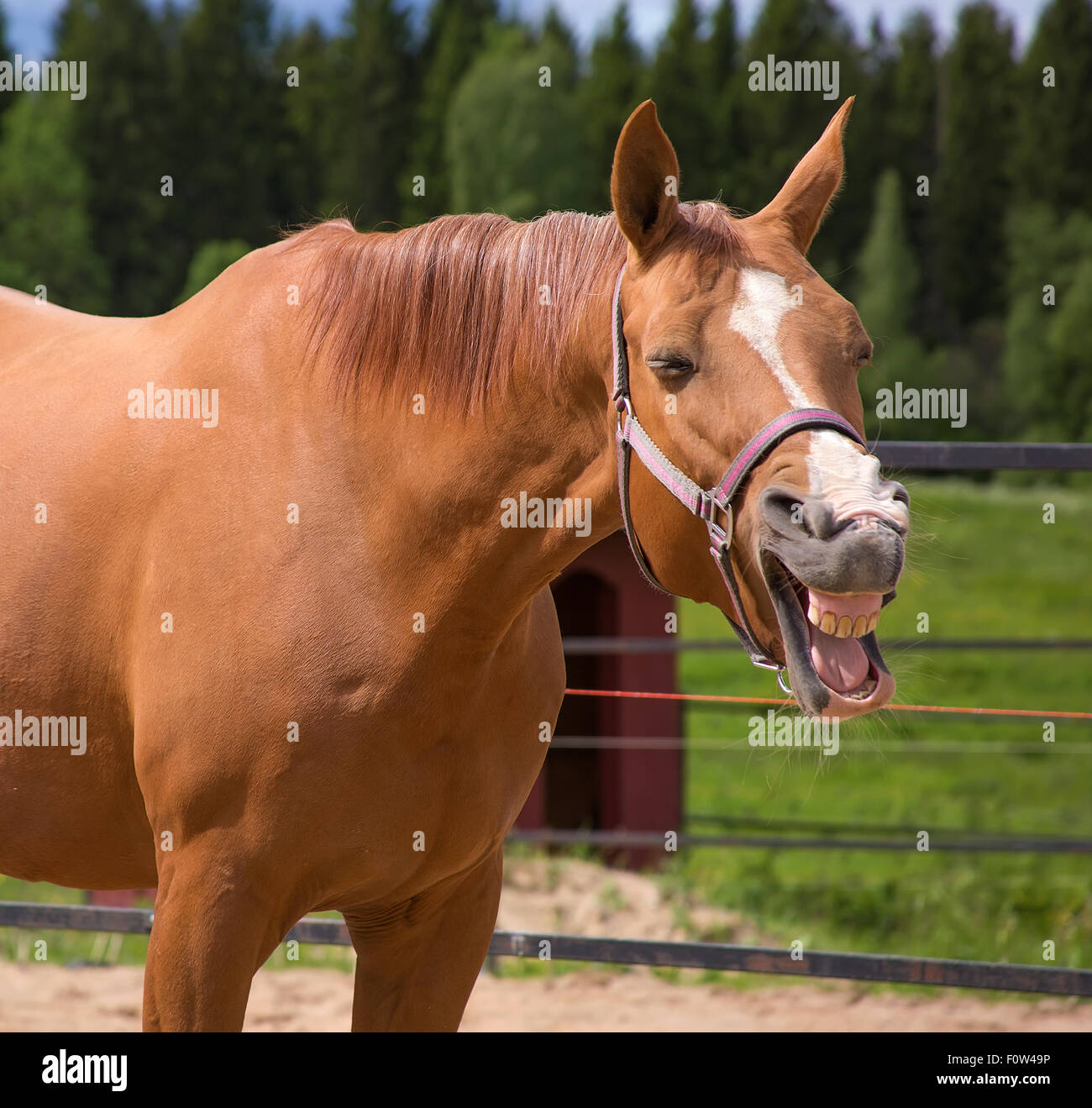 Horse portrait funny hi-res stock photography and images - Alamy