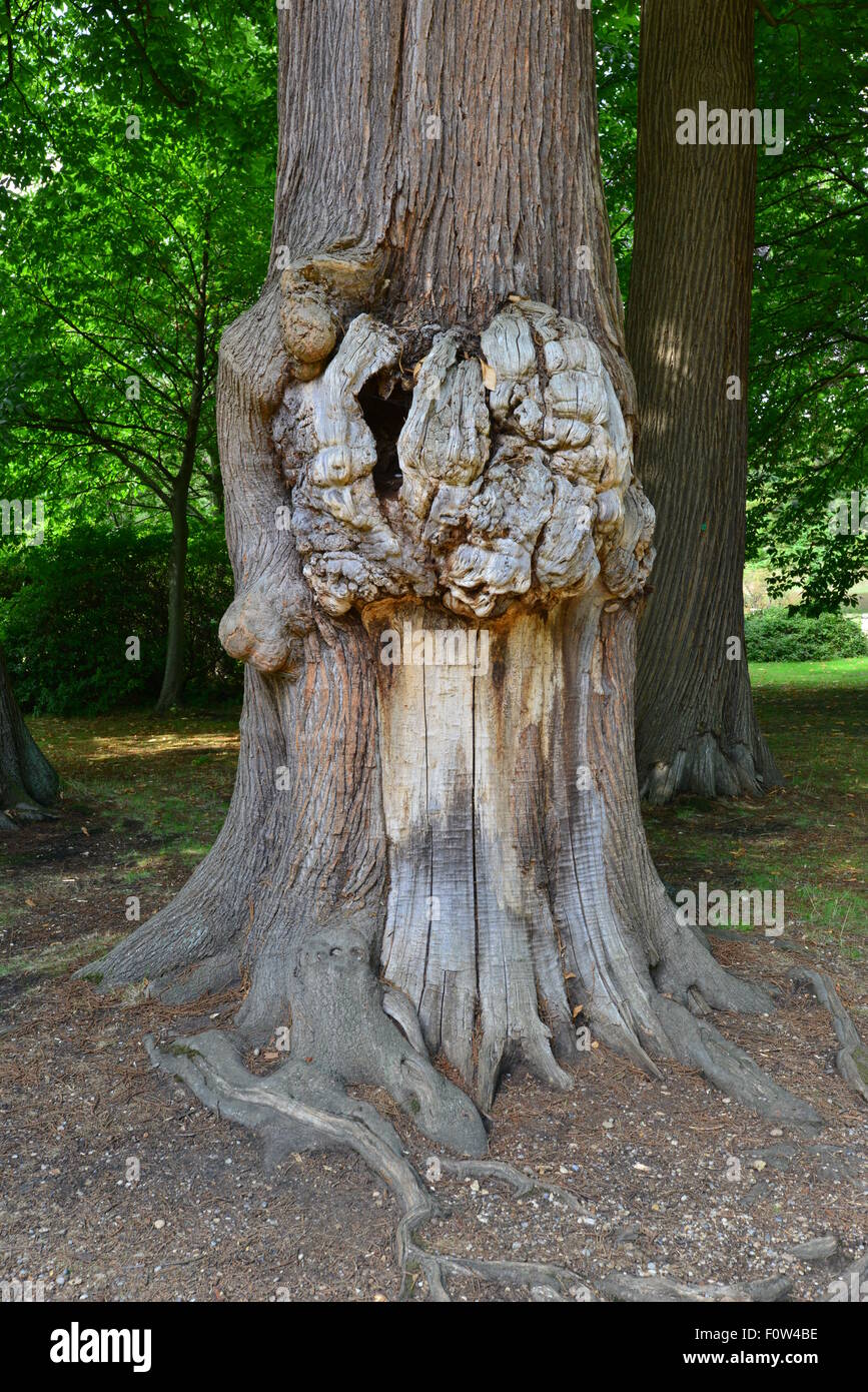 Tree Canker Stock Photos & Tree Canker Stock Images - Alamy