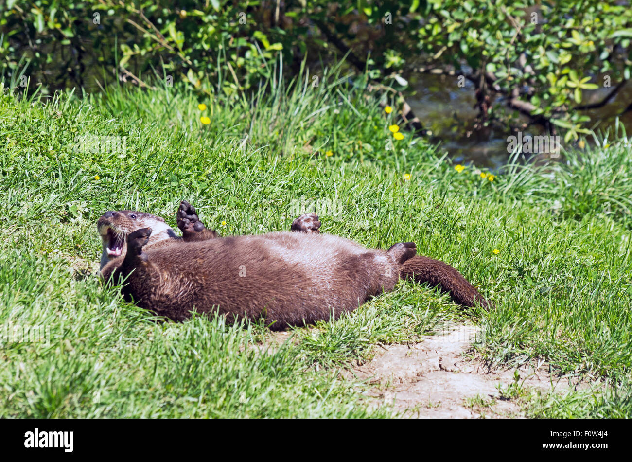EURPEAN BRITISH OTTER, Lutra Luta, Surrey; England Stock Photo - Alamy