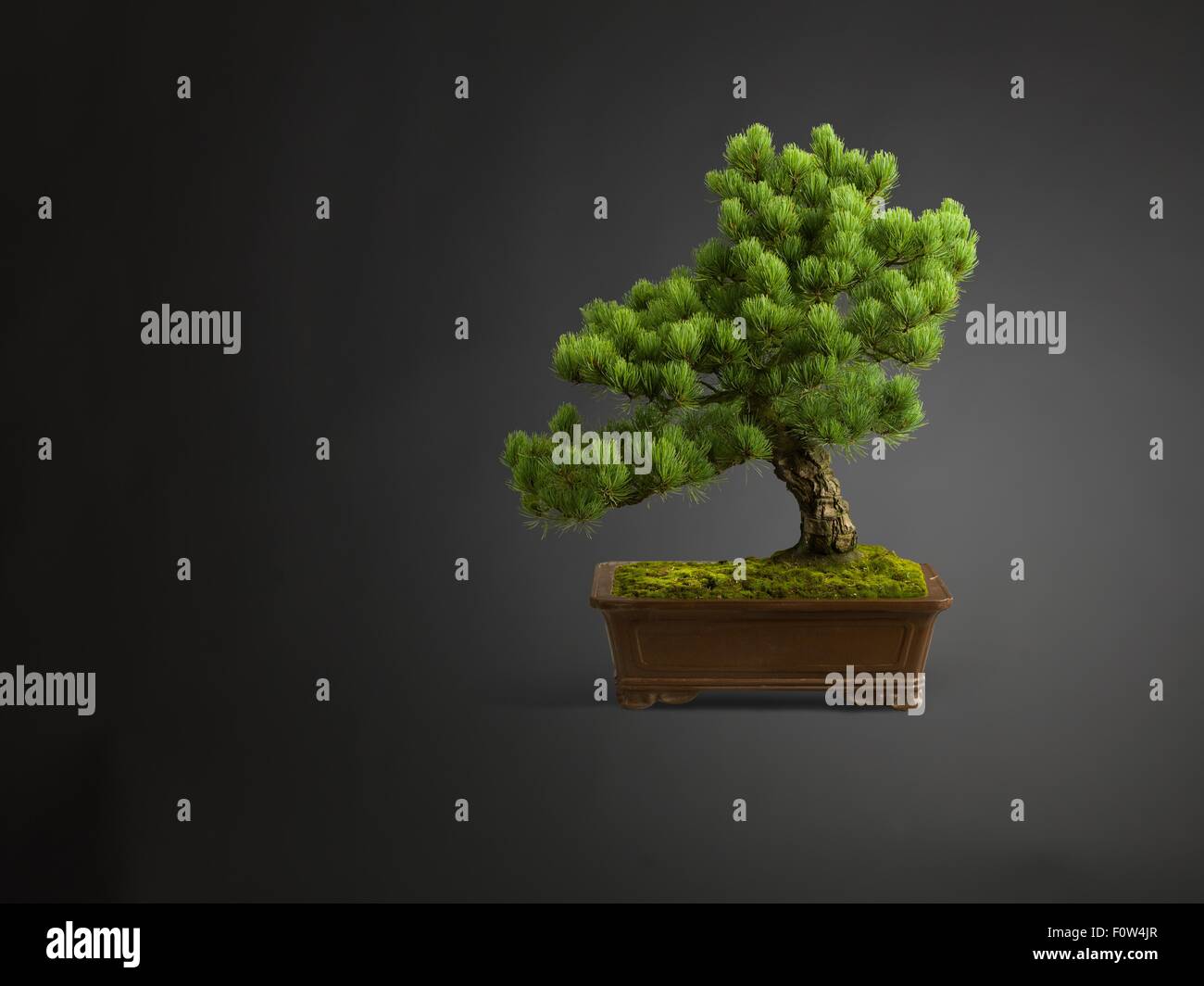 Studio shot of bonsai tree in rectangular plant pot Stock Photo - Alamy