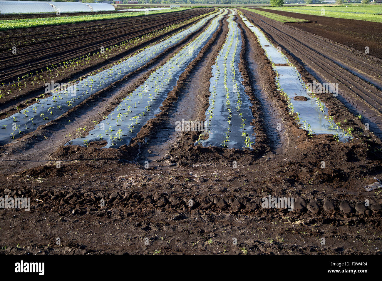 Tiled rows of soil ready for growing crops Stock Photo - Alamy