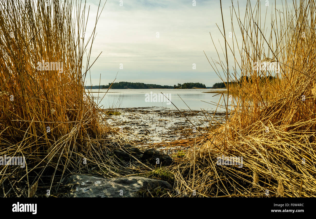 Reeds on waterfront hi-res stock photography and images - Alamy