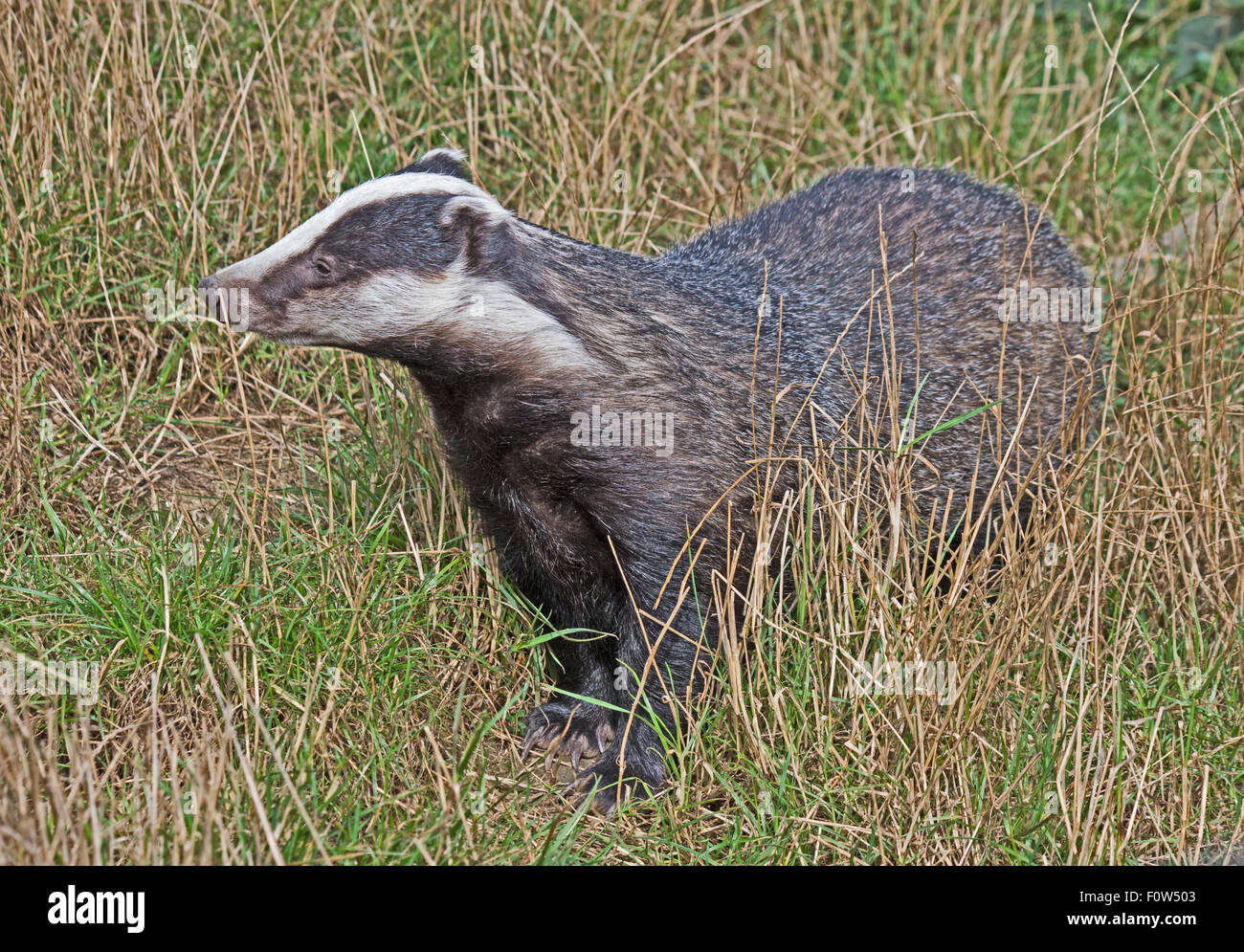 BADGER, Meles Meles, Surrey, England Stock Photo - Alamy