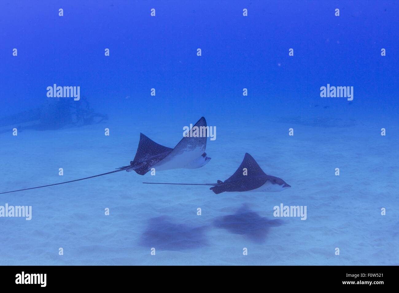 Underwater view of two bat rays swimming on seabed, Hawaii, USA Stock ...
