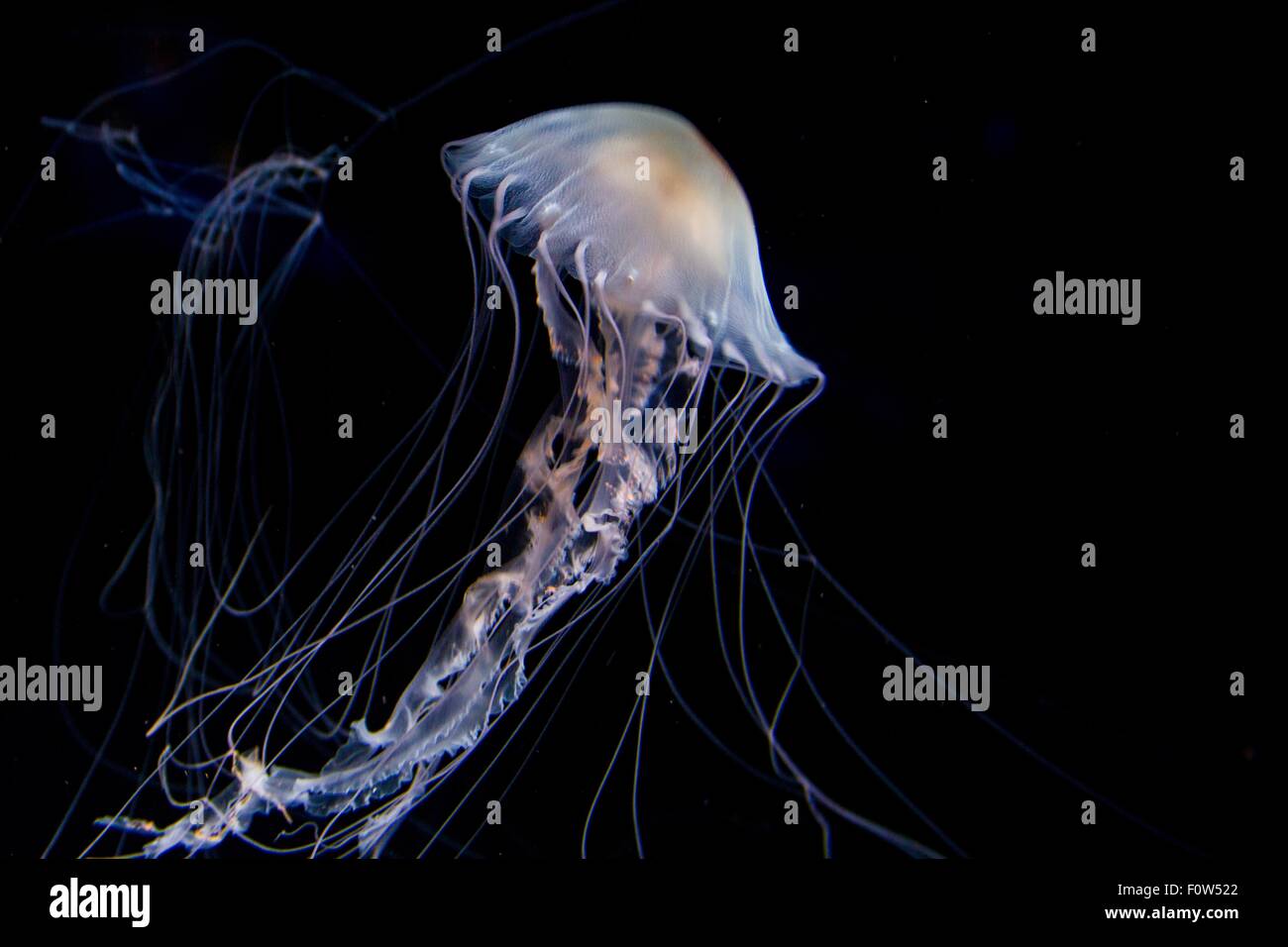 Floating underwater hi-res stock photography and images - Alamy
