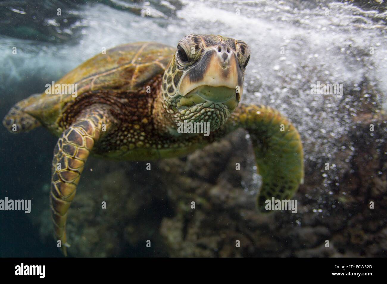 Turtle swimming to camera hi-res stock photography and images - Alamy