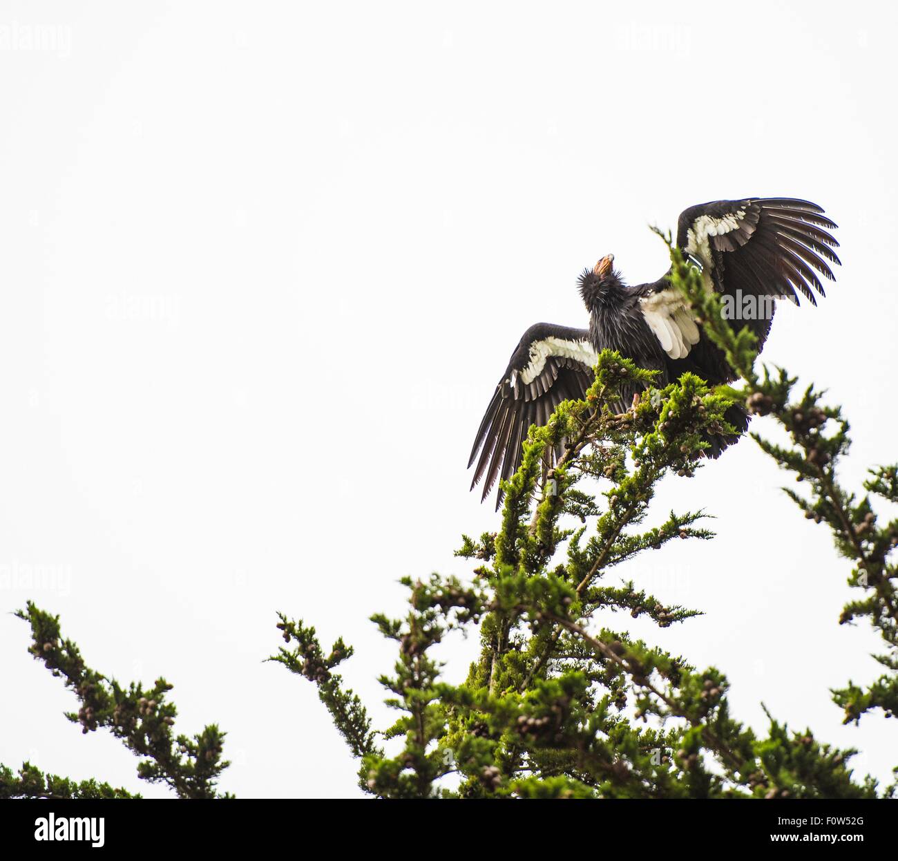 California condor tree hi-res stock photography and images - Alamy