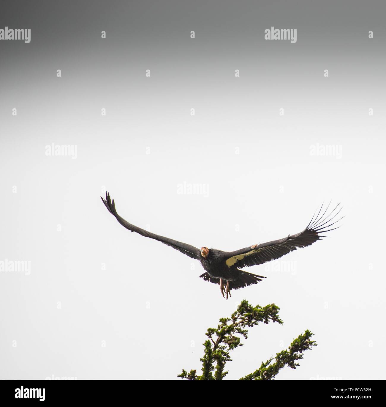 California condor tree hi-res stock photography and images - Alamy