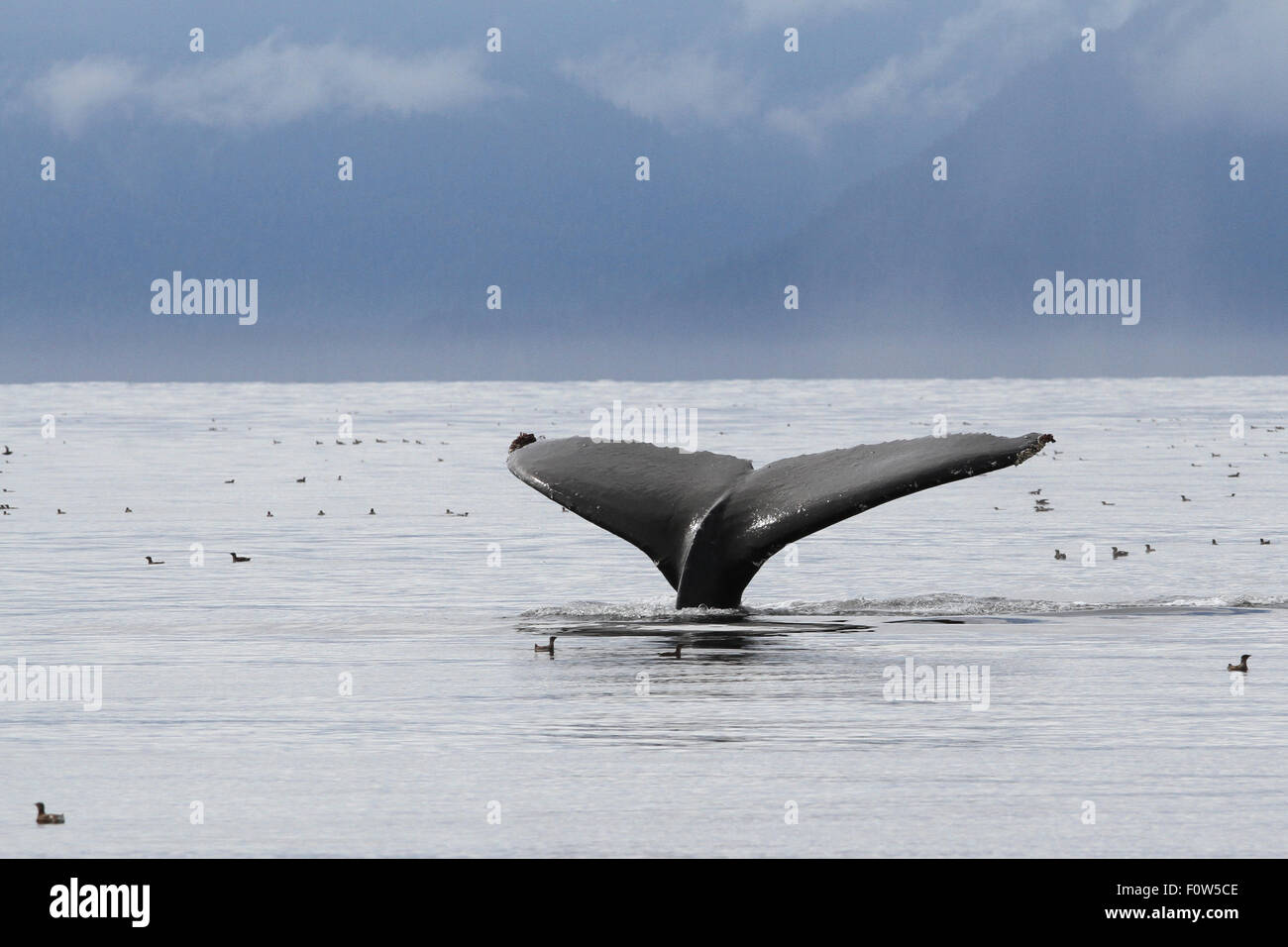 Humpback Whale tail flukes in Frederick Sound, Alaska Stock Photo - Alamy