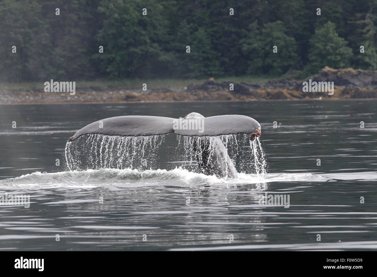 Humpback Whale tail flukes in Frederick Sound, Alaska Stock Photo - Alamy