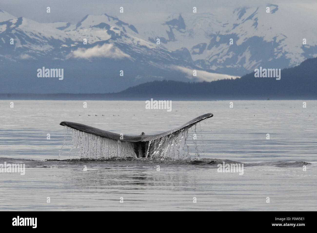 Baleen plates hi-res stock photography and images - Alamy