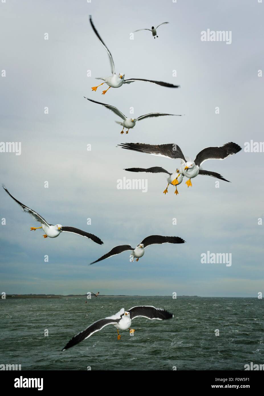 Day flying species hi-res stock photography and images - Alamy