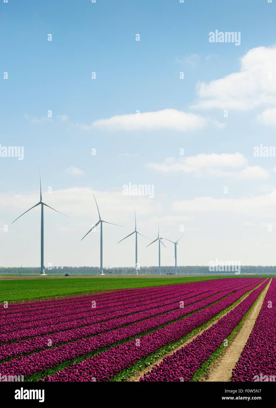 Bulb pattern hi-res stock photography and images - Alamy