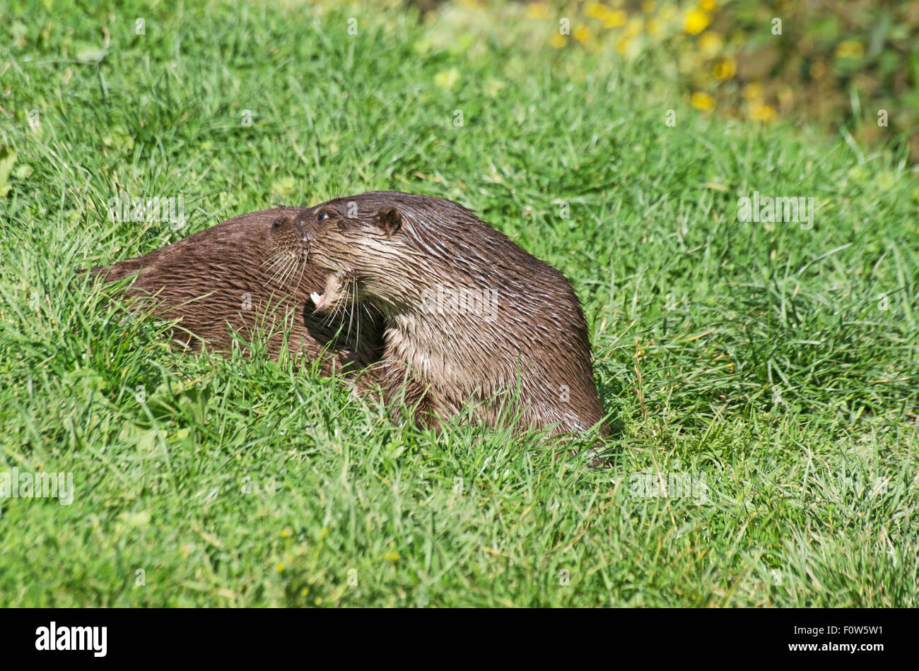 British otter hi-res stock photography and images - Alamy