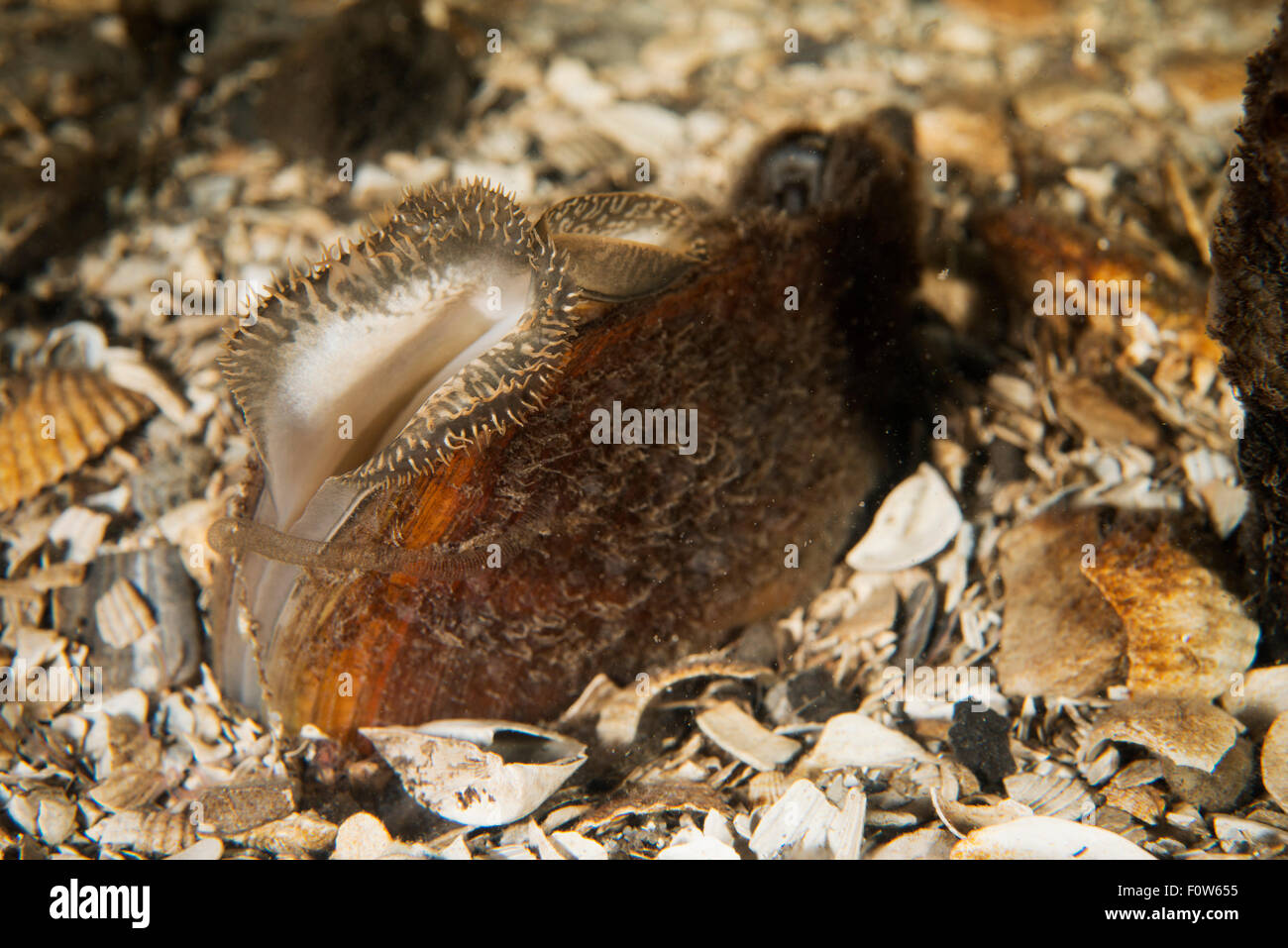 Painter's mussel (Unio pictorum) in small tributary of Danube river ...
