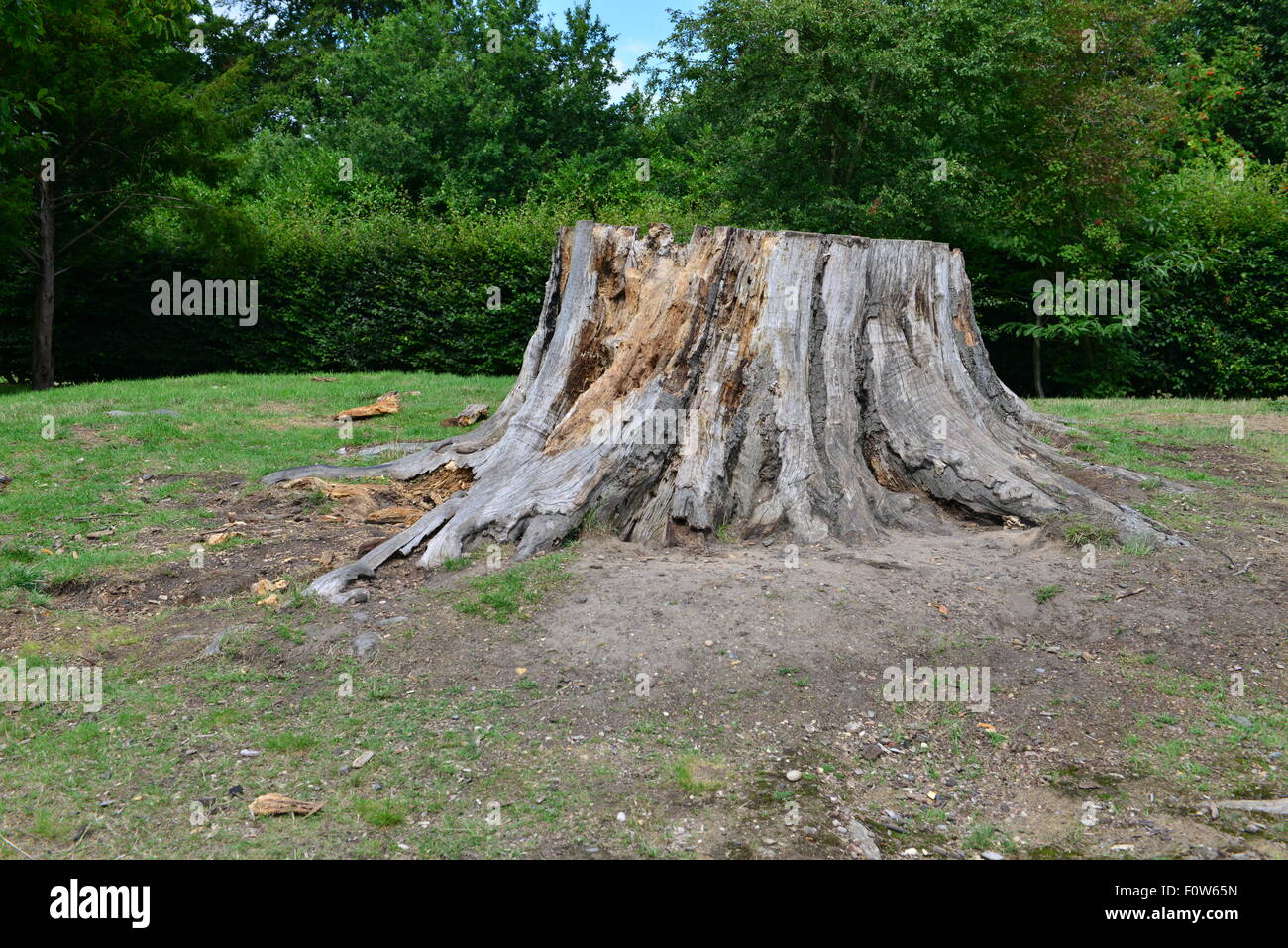 Dead tree stump in rocks hi-res stock photography and images - Alamy
