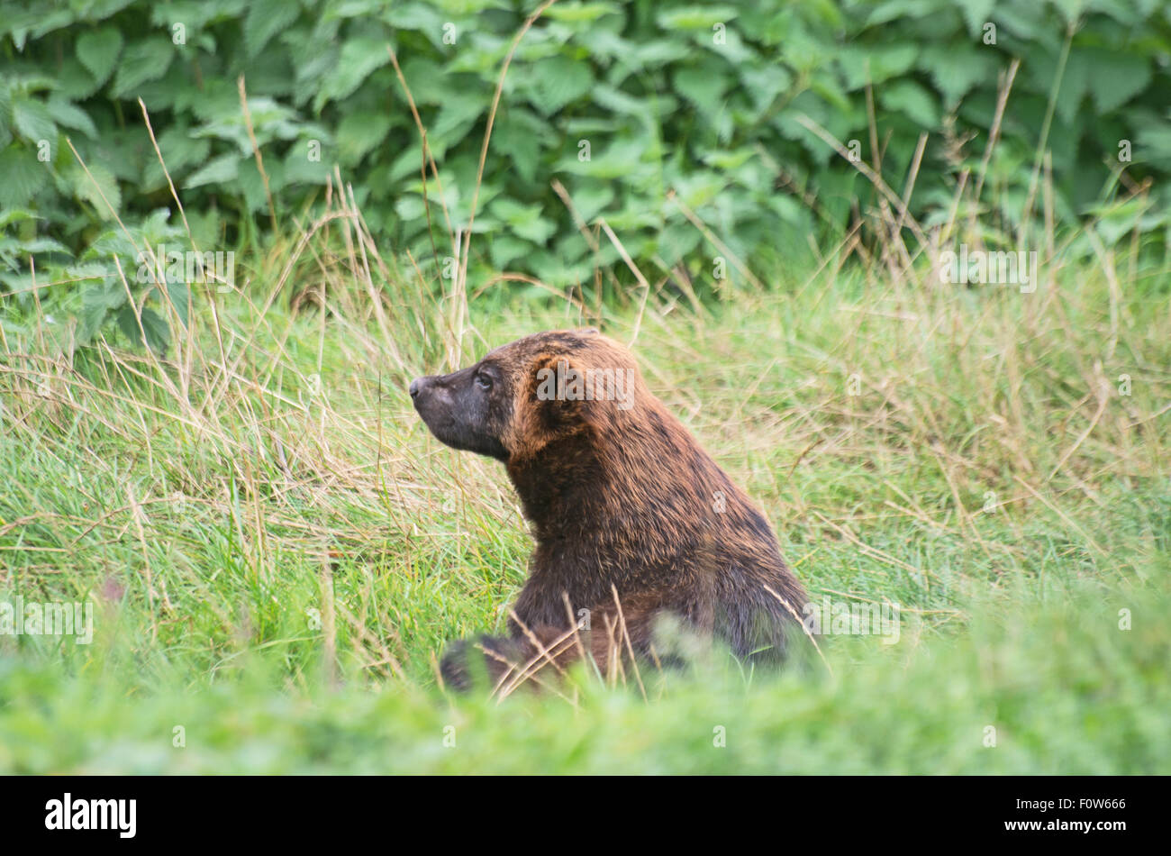 WOLVERINE, Gulo Gulo, Europe, Asia, America, Captive, Zoo Stock Photo ...