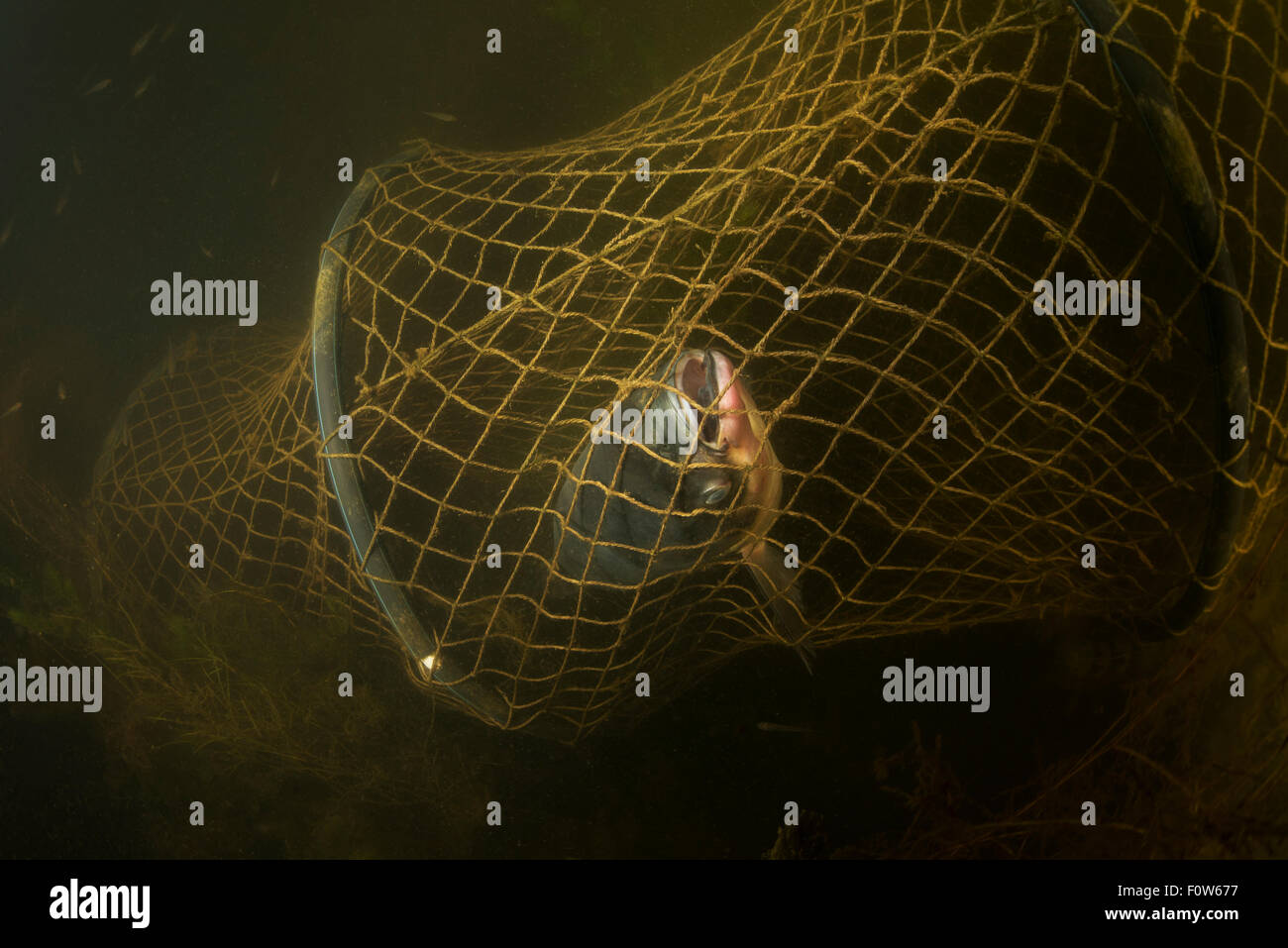 Silver carp hi-res stock photography and images - Alamy