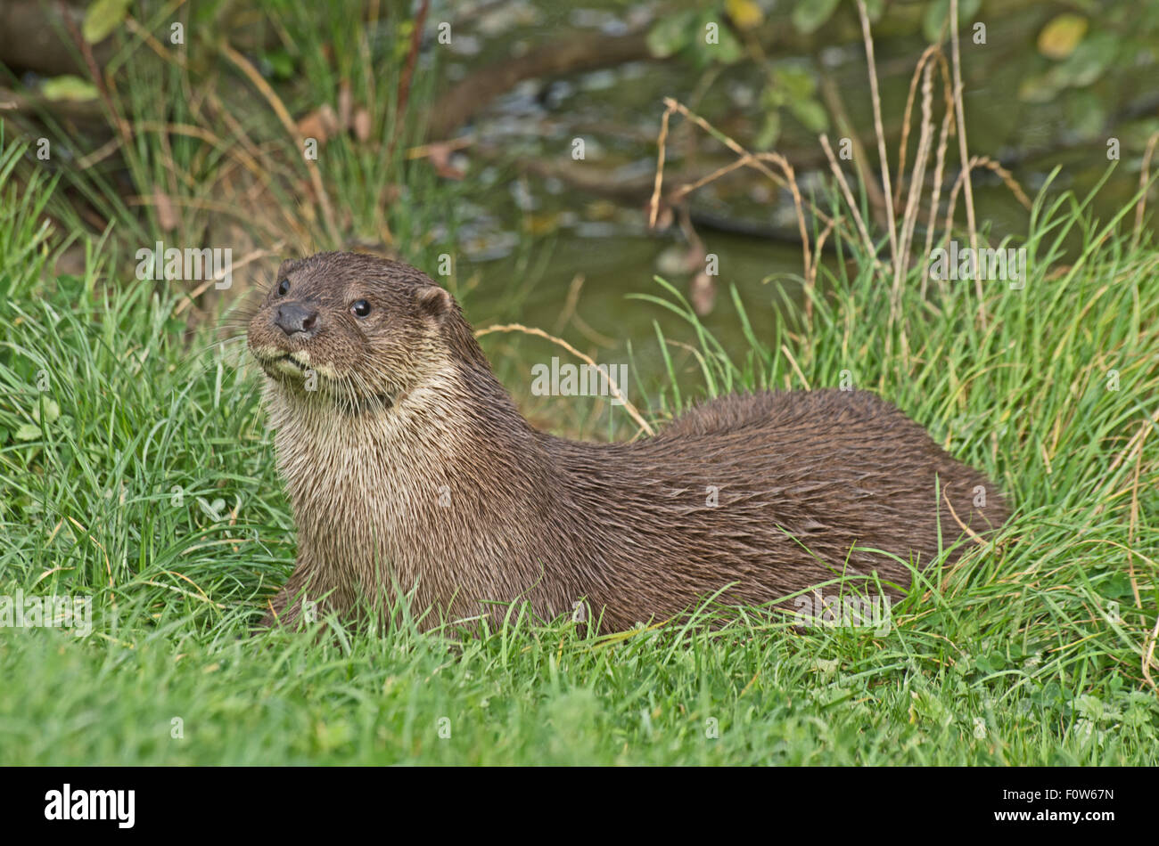 EURPEAN BRITISH OTTER, Lutra Luta, Surrey; England Stock Photo - Alamy