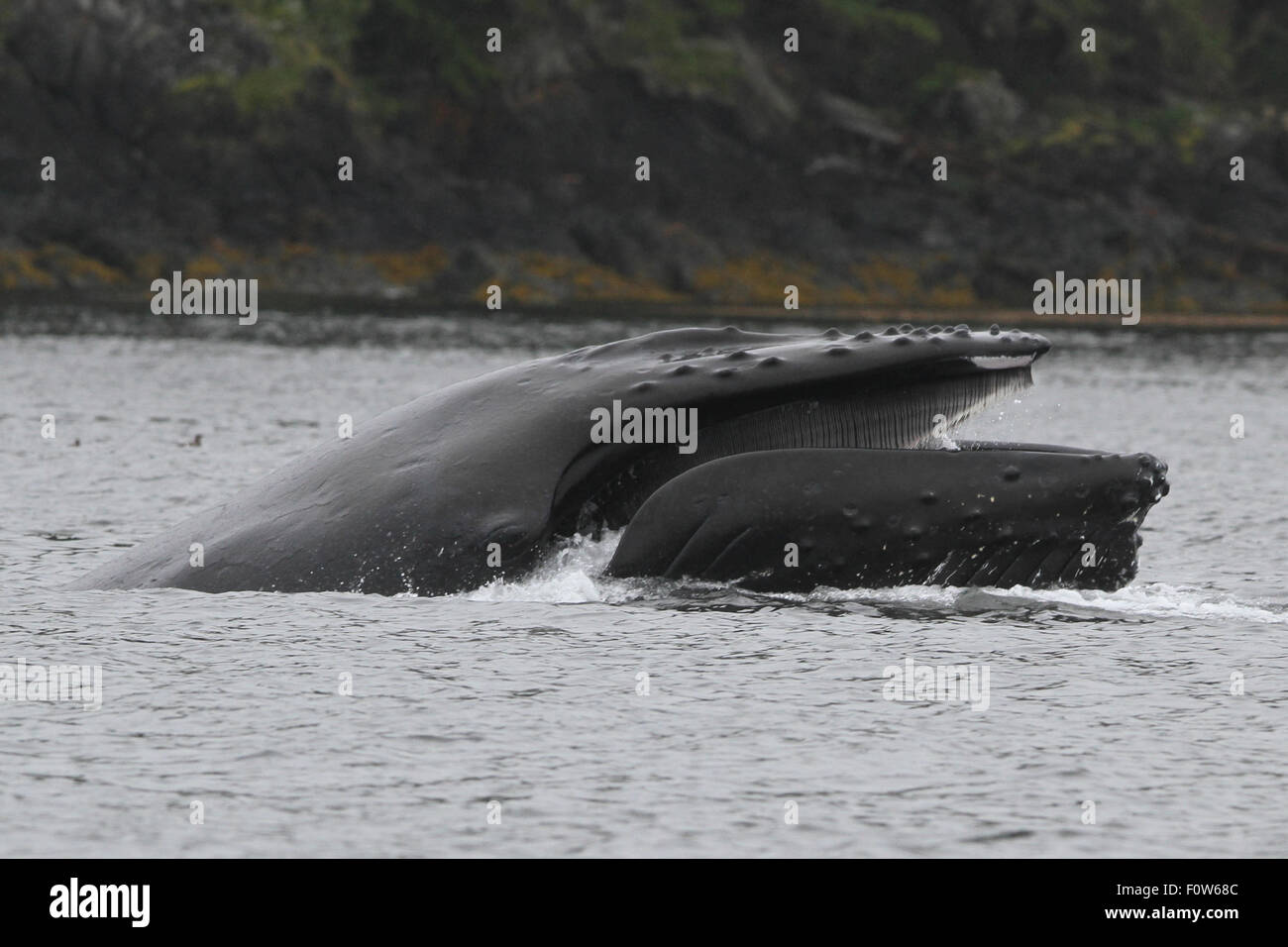 Baleen plates hi-res stock photography and images - Alamy