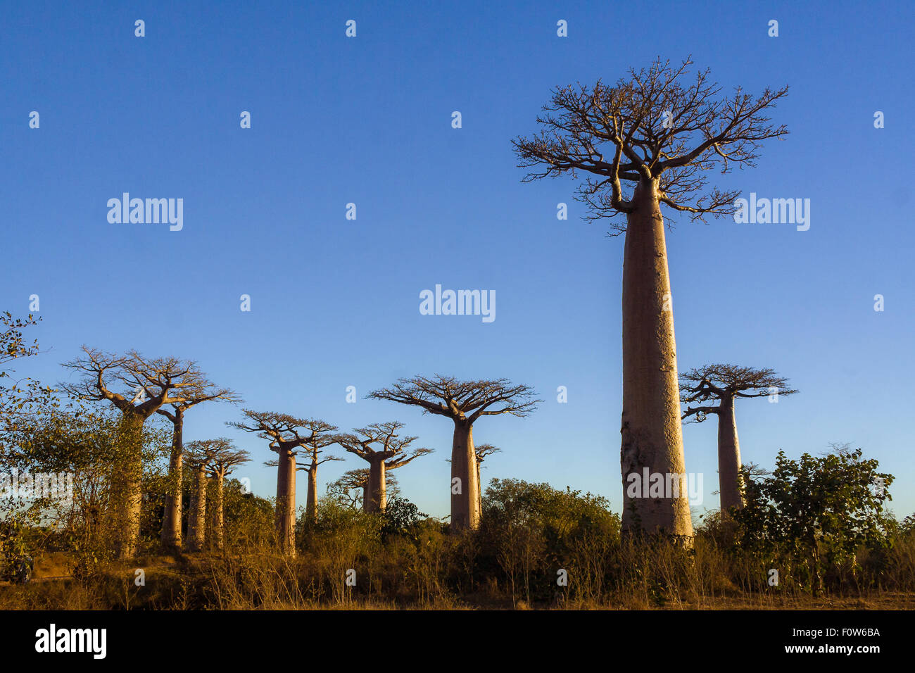 Biggest baobab tree hi-res stock photography and images - Alamy