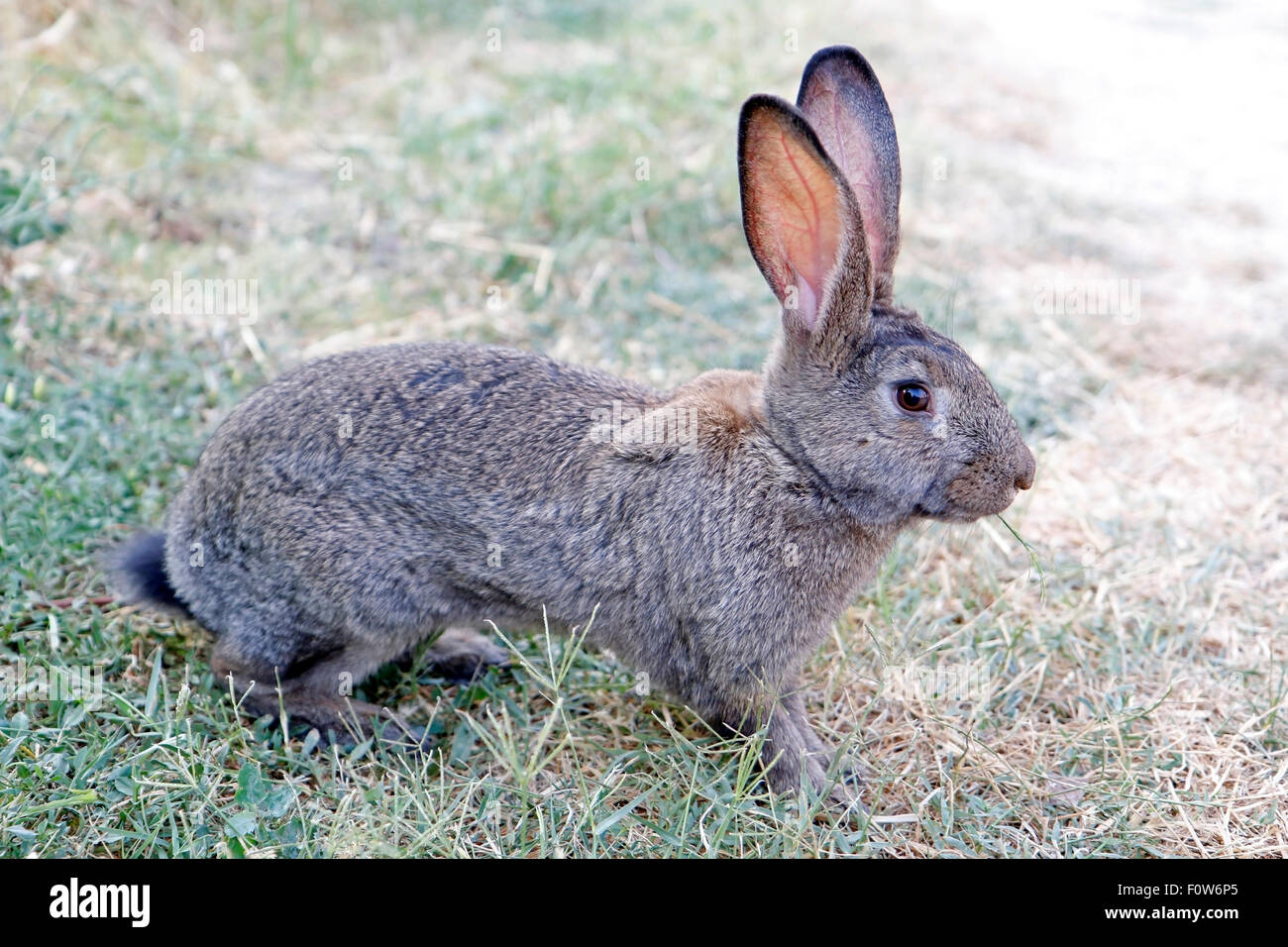 Rabbit standing in the grass Stock Photo - Alamy