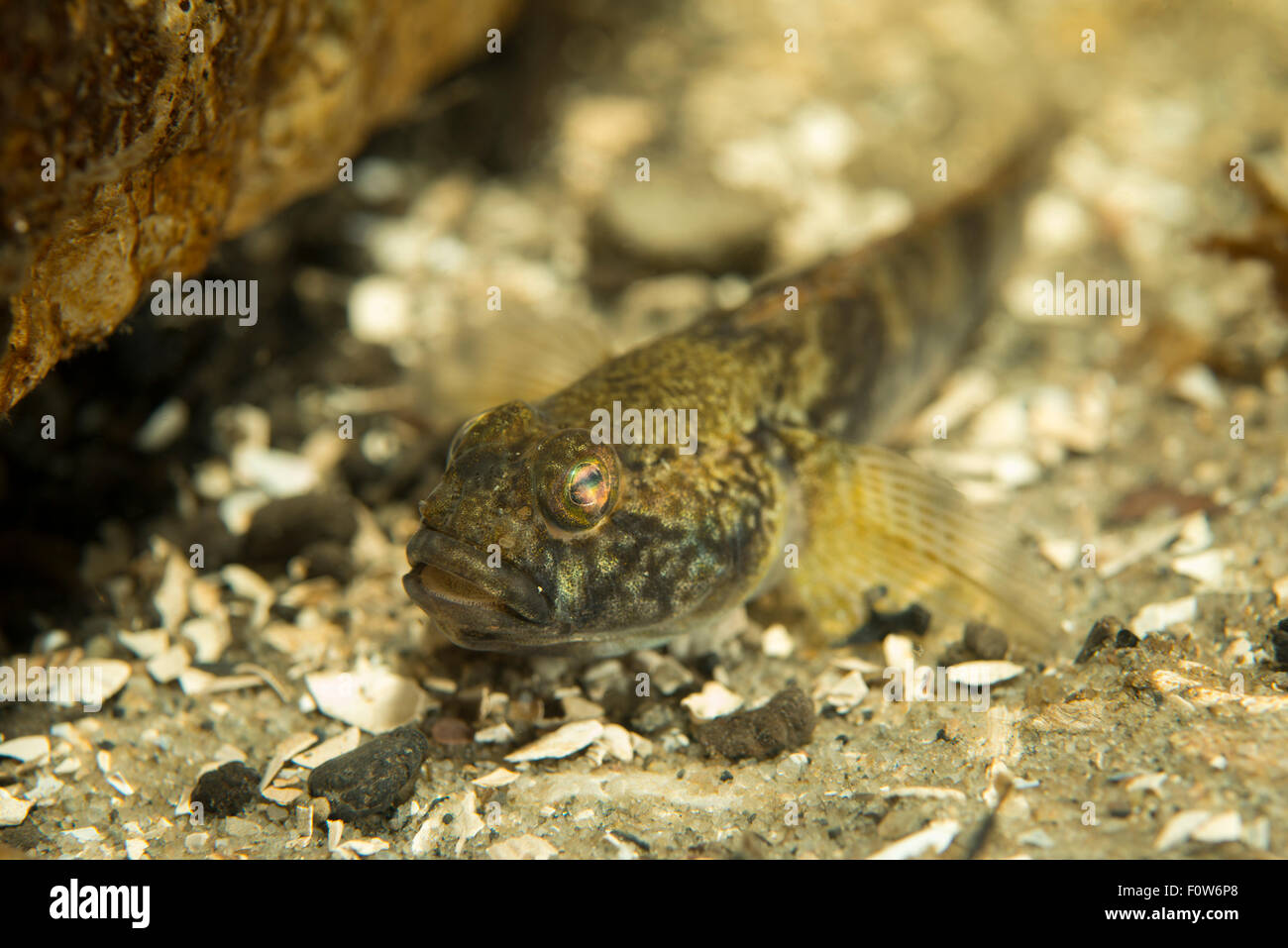 Gobiidae perciformes High Resolution Stock Photography and Images - Alamy